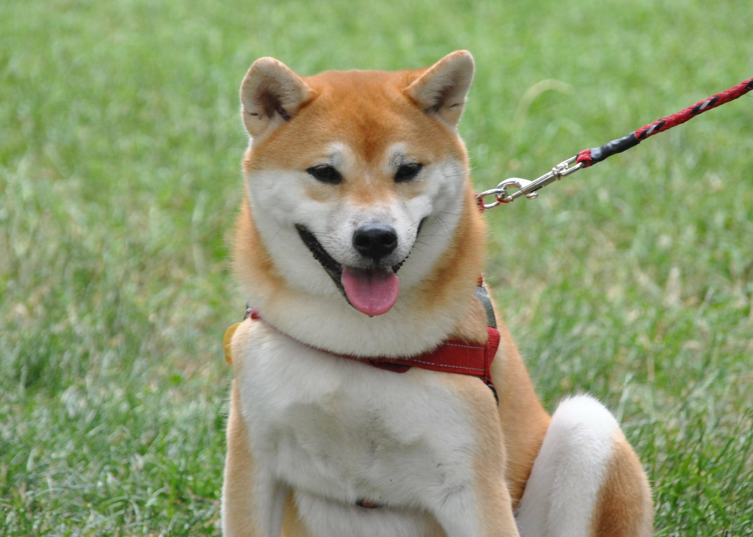 Tout savoir sur le Shiba Inu - Vétérinaire Narbonne VETDOM chiens ...